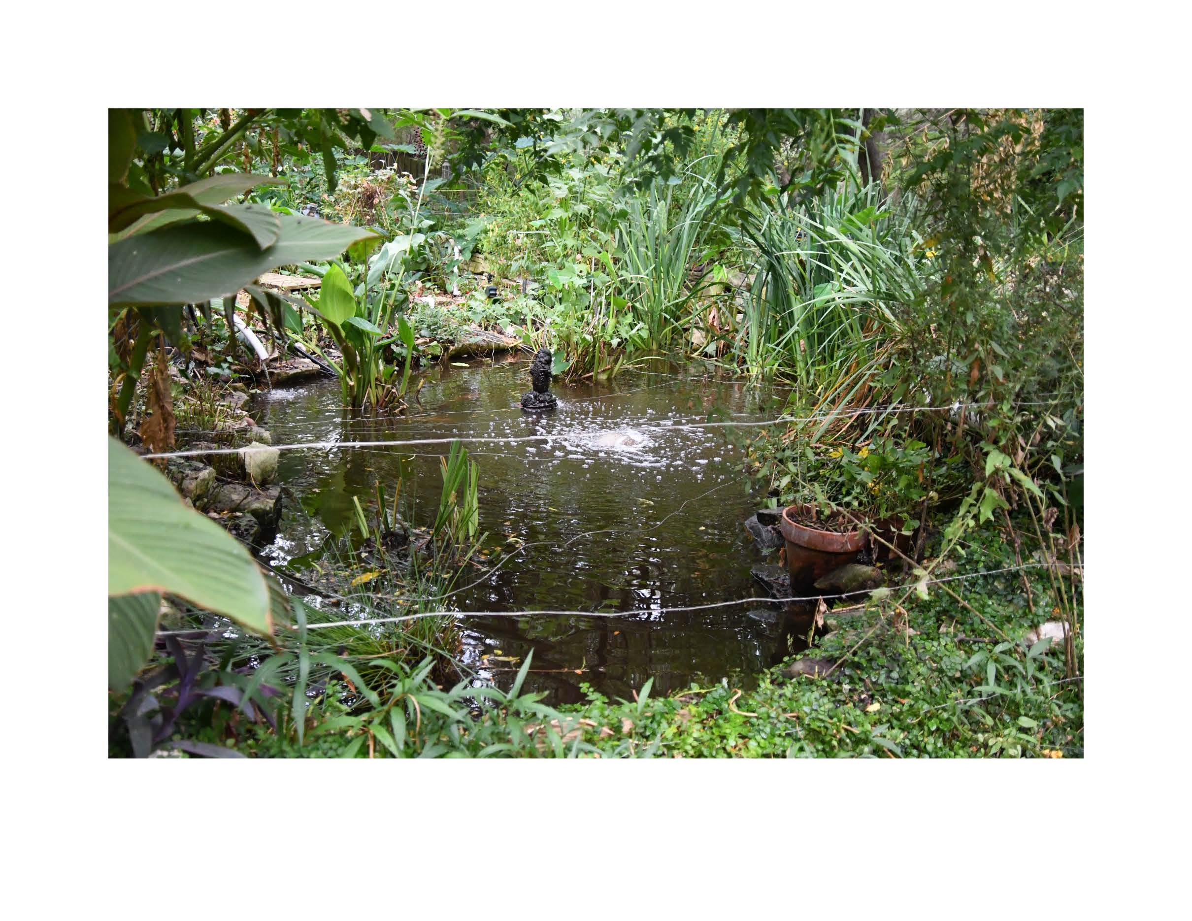 Farewell Small Pond | Life and Day to Day things by a Pond Lover